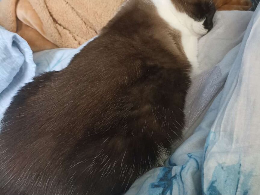 Клевые кошки :)