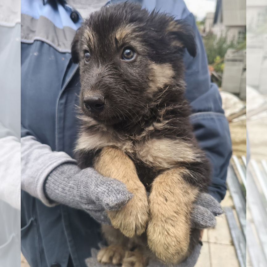 Щенок в добрые руки бесплатно