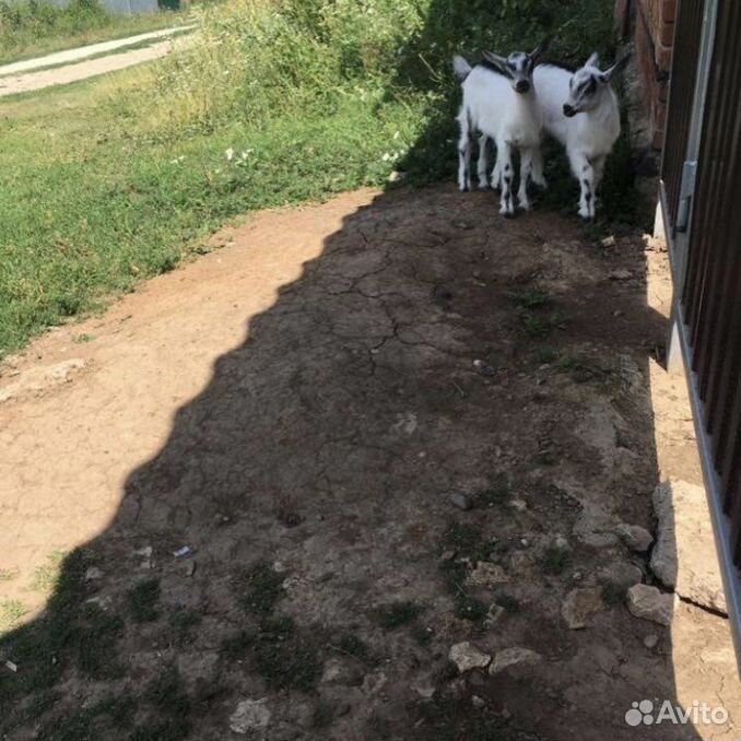 Продаются две козочки