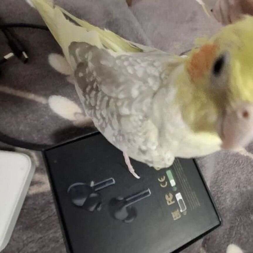 Попугай корелла мальчик