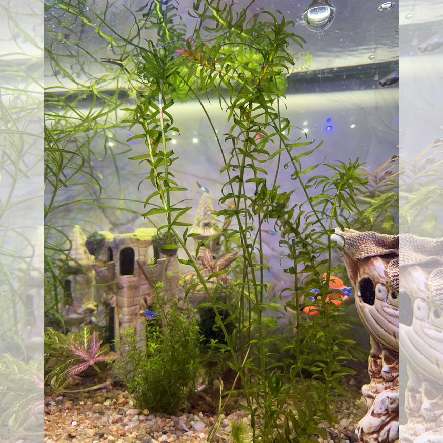 Элодея аквариумная