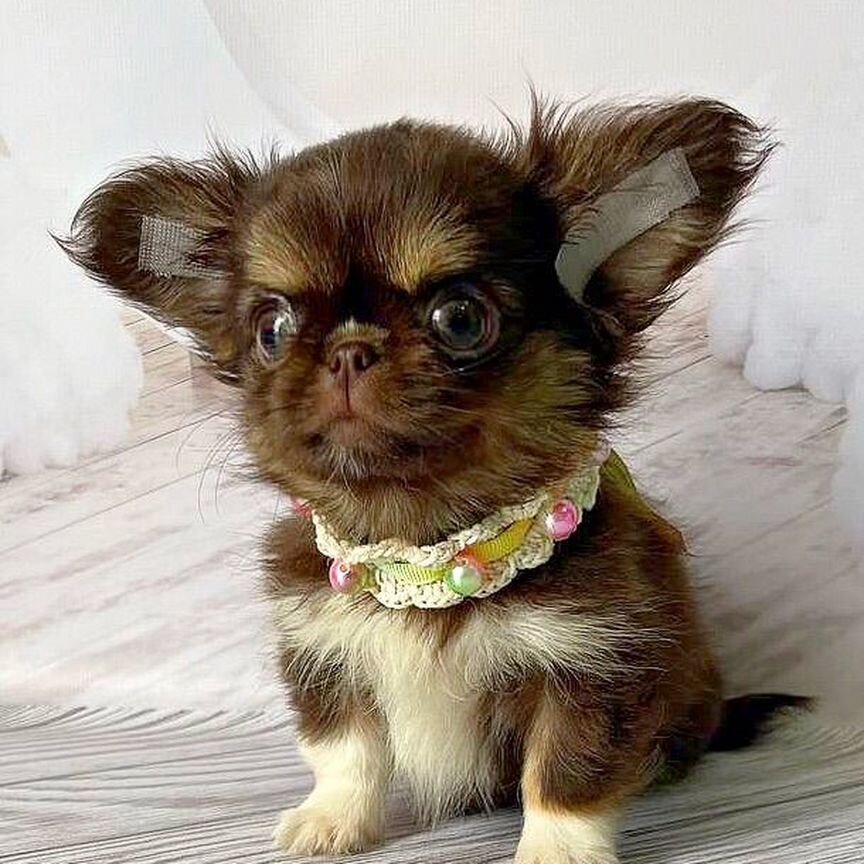 Чихуахуа Нереальная красотка