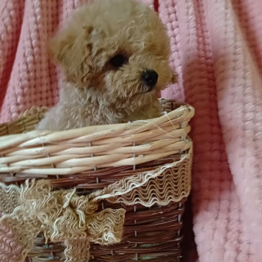 Мальчик мальтипушка