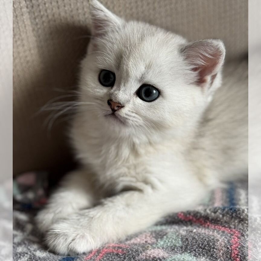 Британские котята
