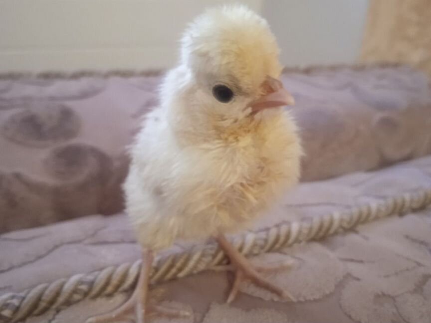 Падуаны цыплята