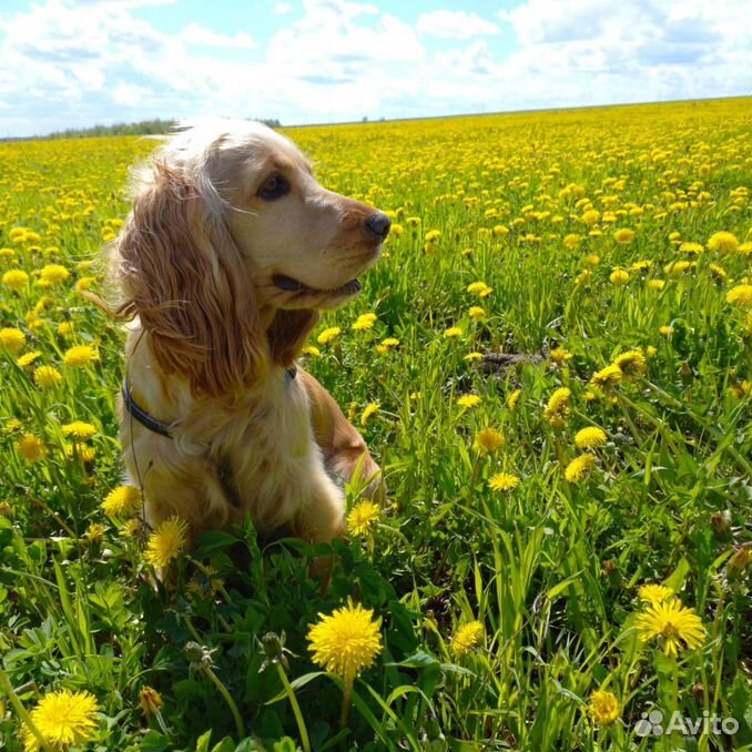 Продаются щенки Английского кокер спаниеля