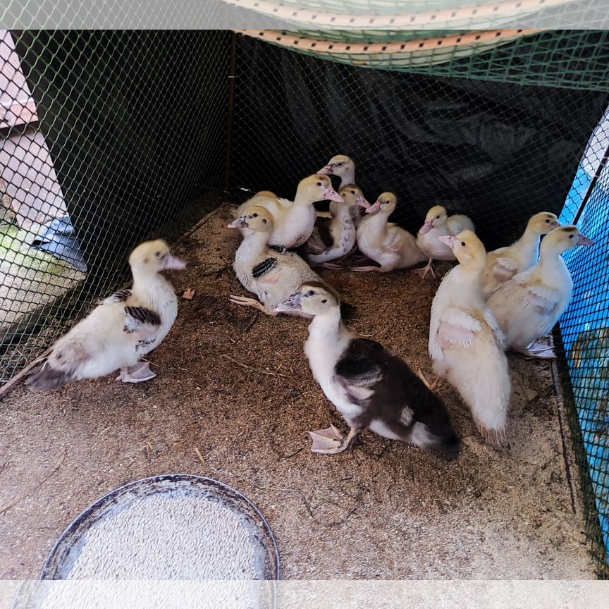 Мускусные утята индоутки
