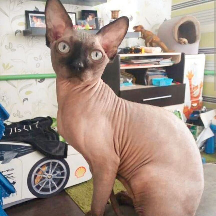 Канадский сфинкс