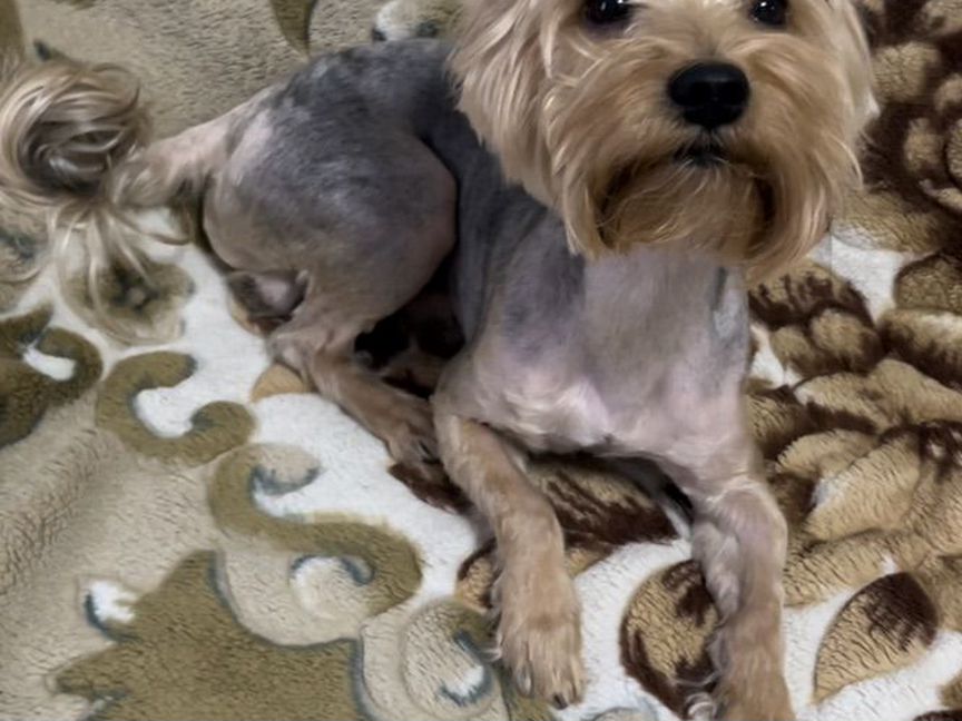 Йоркширский терьер мальчишка