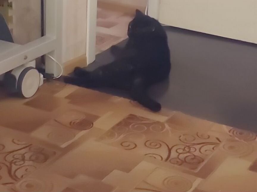 Отдам котика 3.5 года. Не кастрат