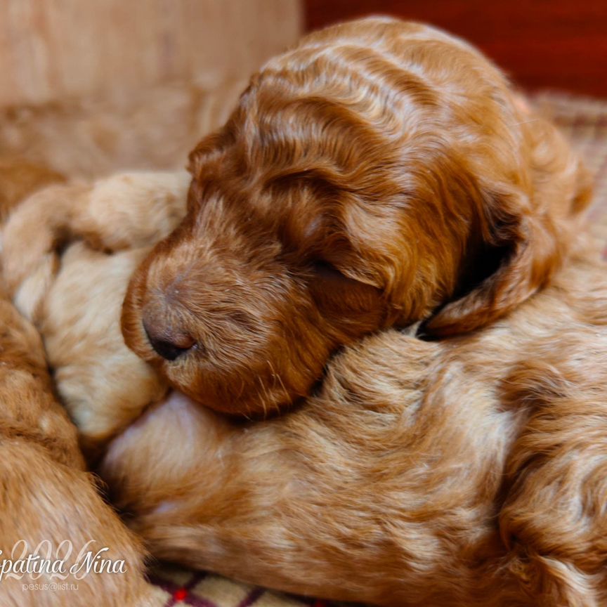 Пудель, щенок
