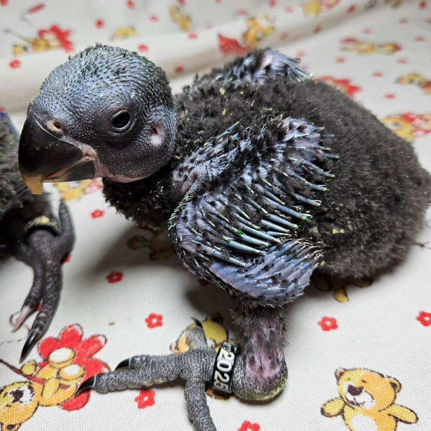 Птенец крупного говоряшего попугая