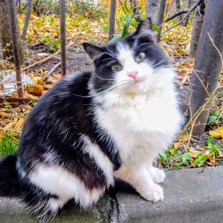 6m. кoтa oтдaм пpивит, kacтpиpaн.Docтaвka