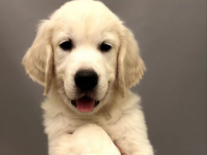 Щенки золотистого ретривера с документами РКФ