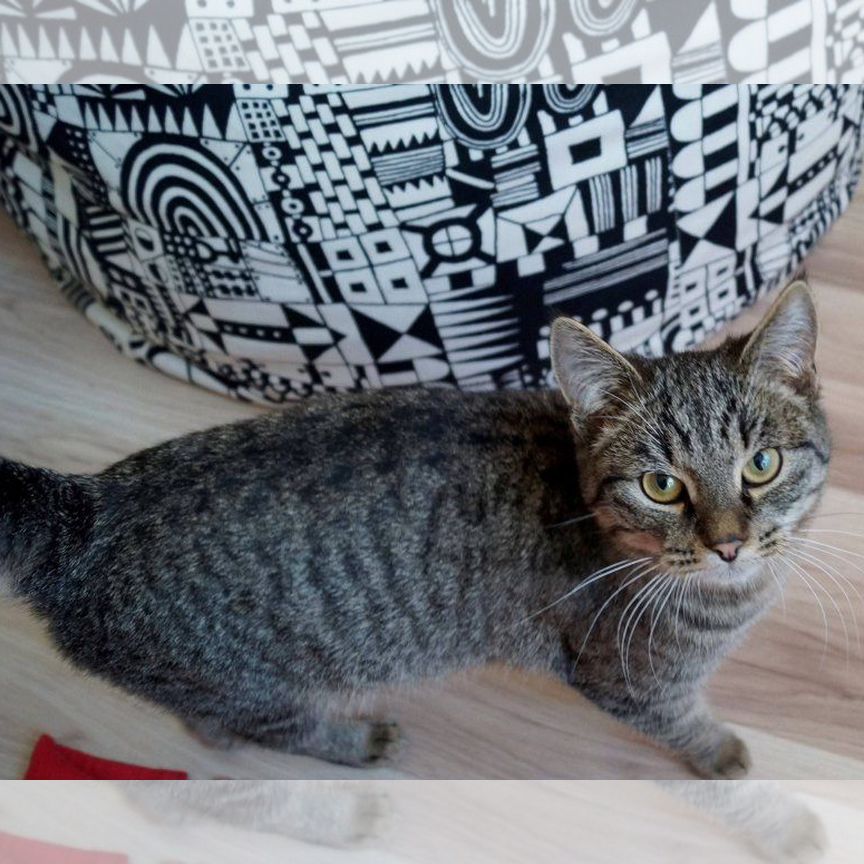 Котик-ловец мышей