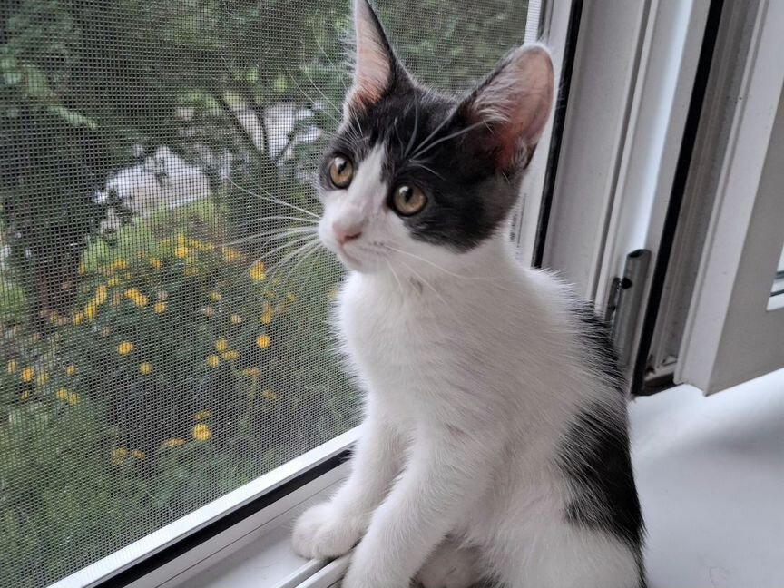Котенок Бузик в добрые руки
