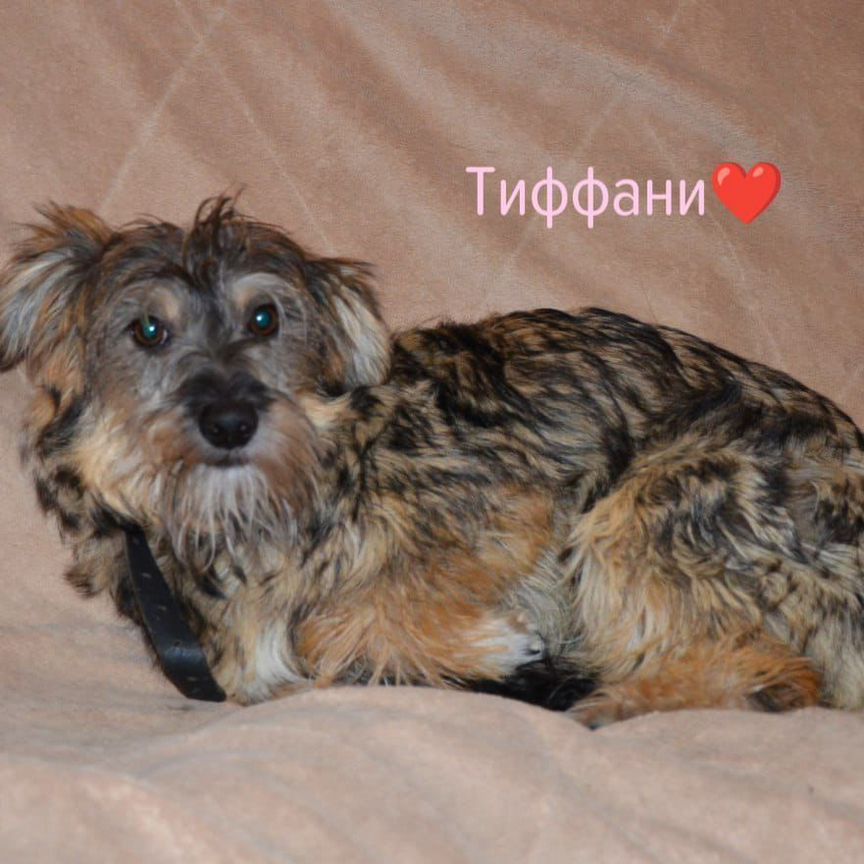 Собака в добрые руки Тиффани