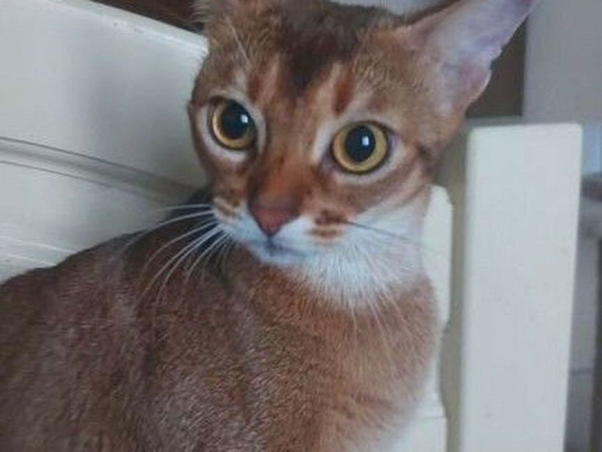 Абиссинская