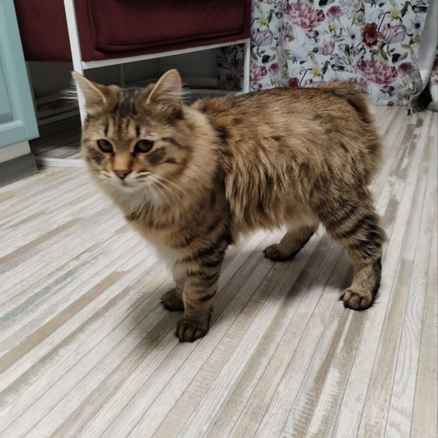 Курильский бобтейл