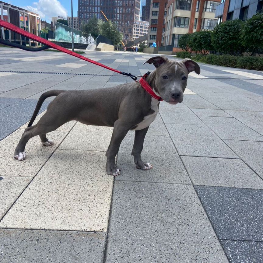 Чудесная девочка Ам. Стафф