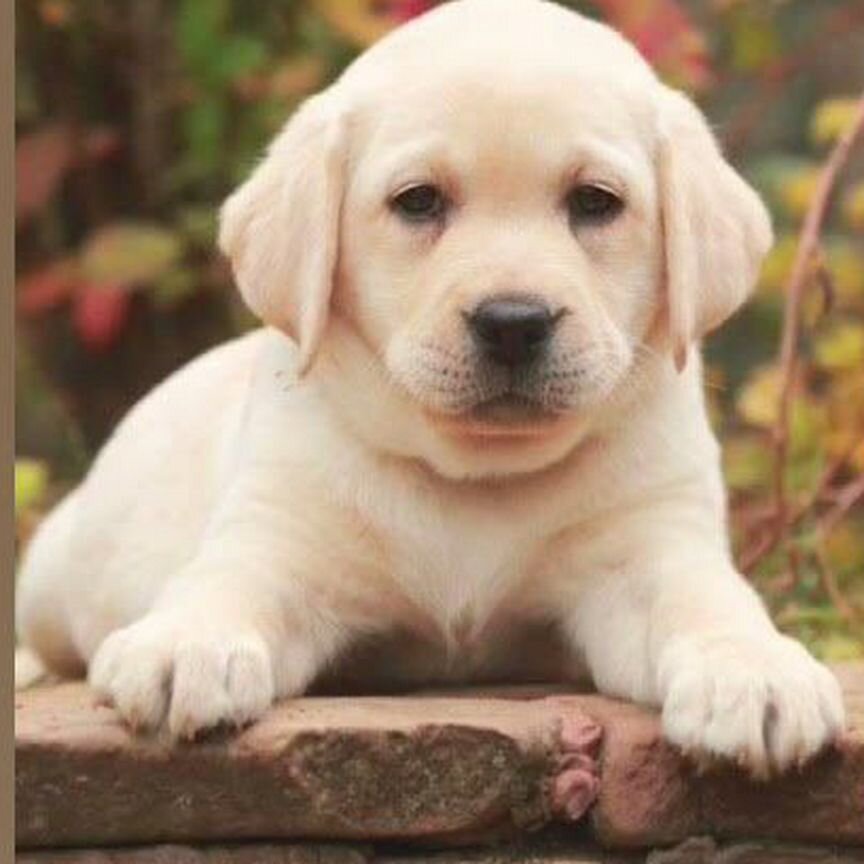 Лабрадор-ретривер, щенок