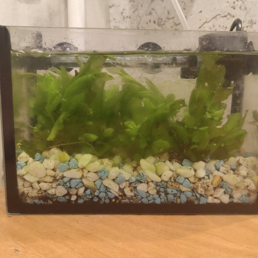 Аквариум 3 литра