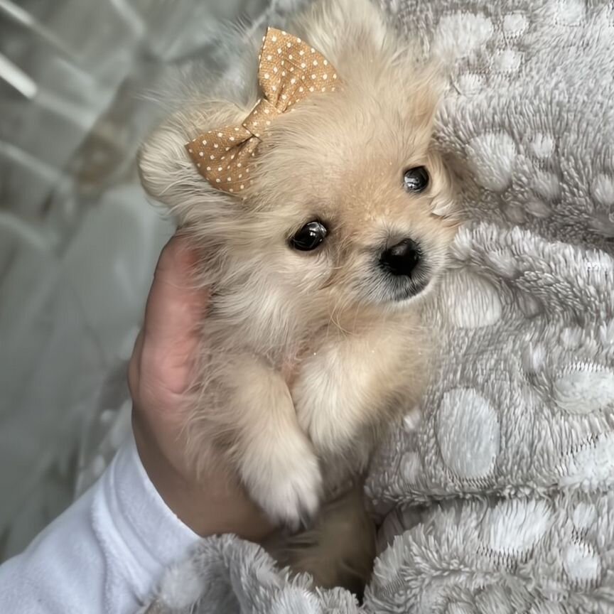 Померанский шпиц, щенок