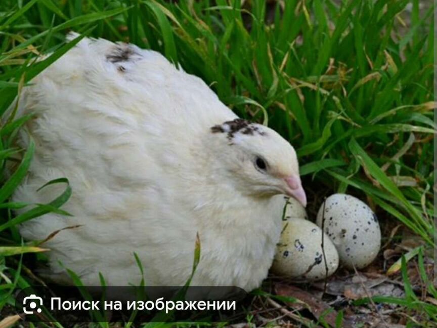 Перепела и Яйца перепелиные домашние