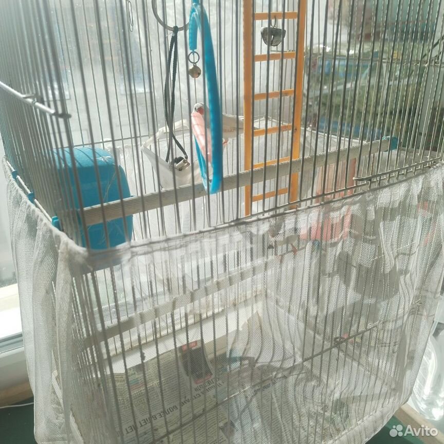 Птицы амадины