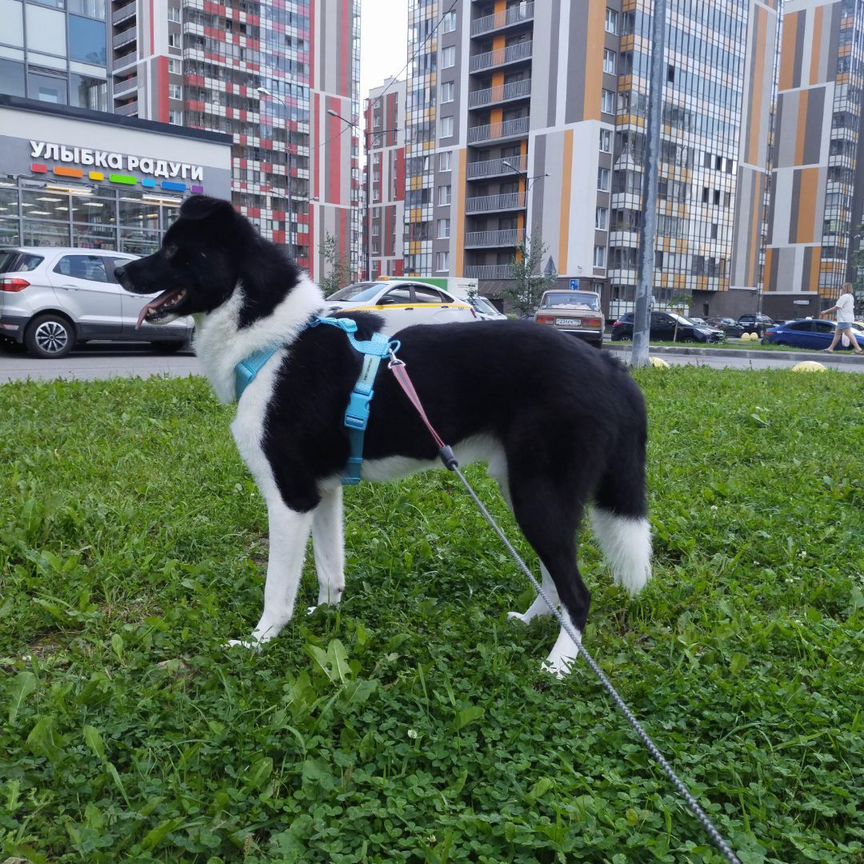 Классный метис лайки ищет дом