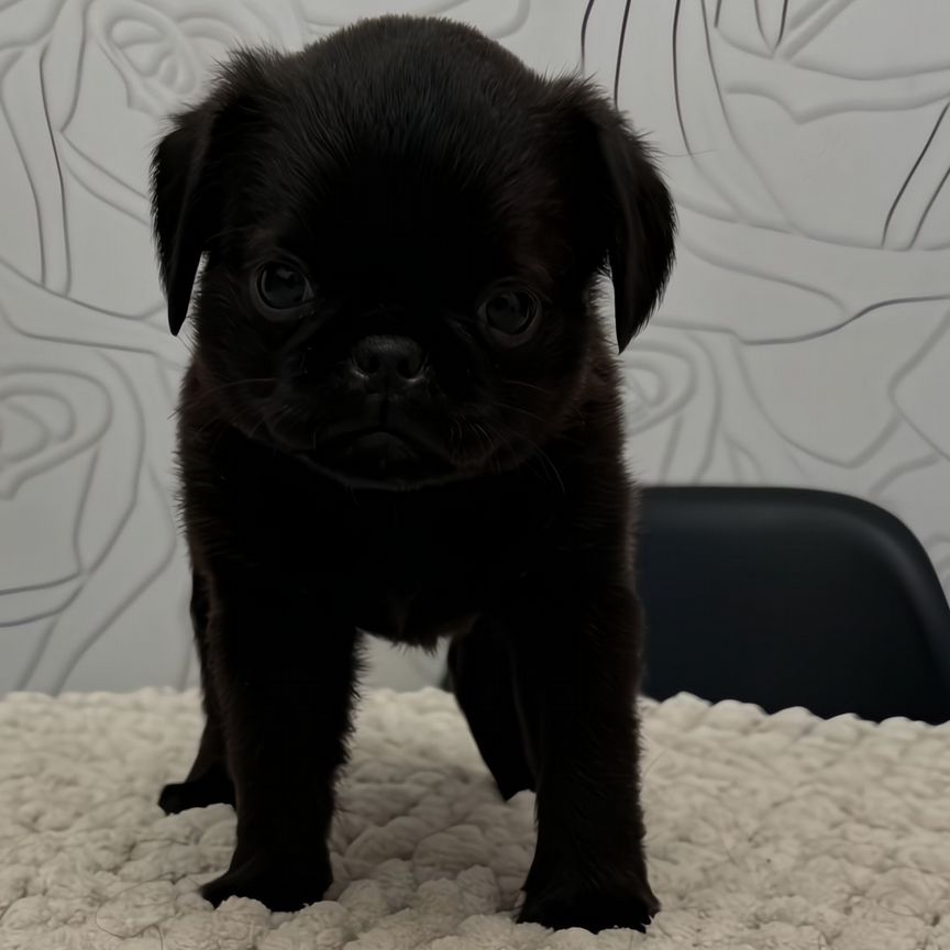 Пти-брабансон, щенок