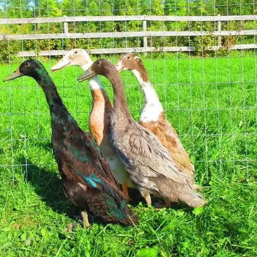 Индийский бегунок