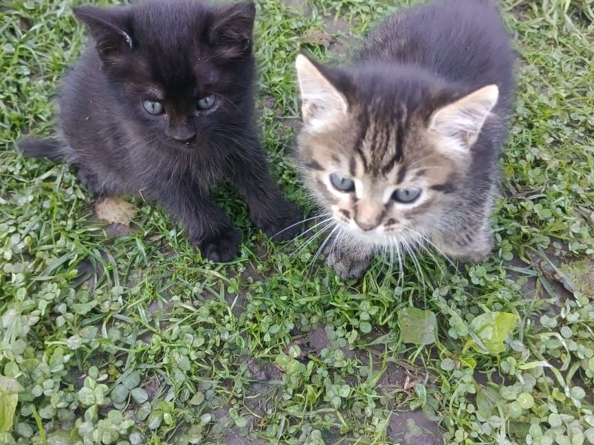 Кошкив дар бесплатно