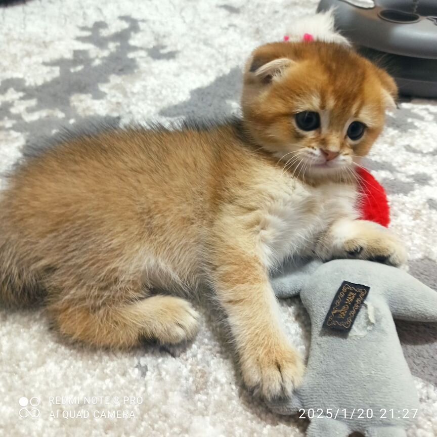 Шотландские котята