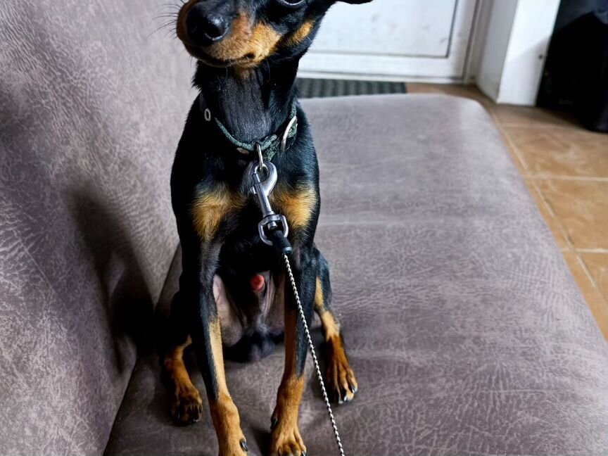 Русский той-терьер вязка