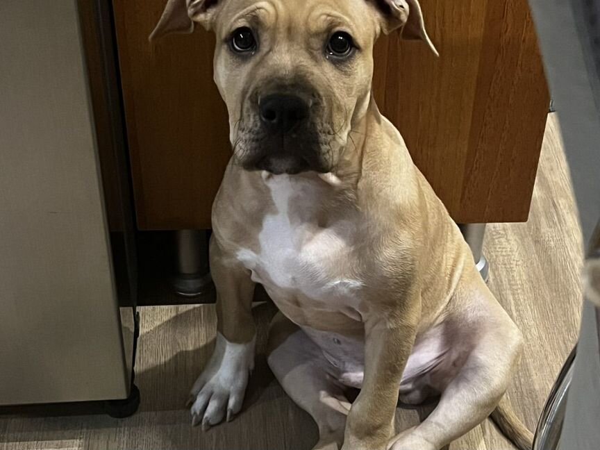 Щенки амстаффа 3 месяца