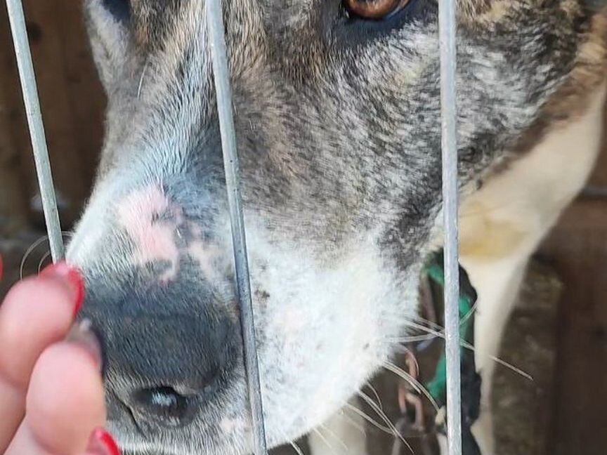 Алабай в добрые руки