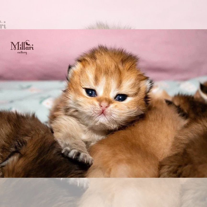 Британский длинношёрстный котёнок