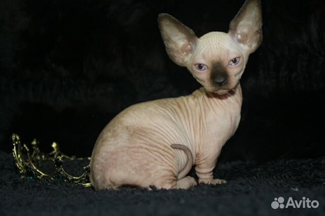 Я Девочка Бамбино