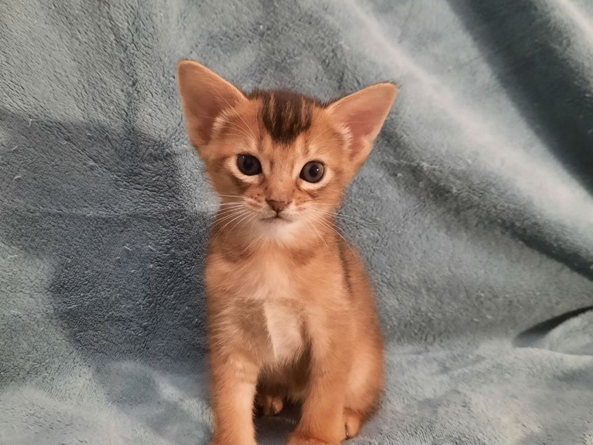 Абиссинский котенок
