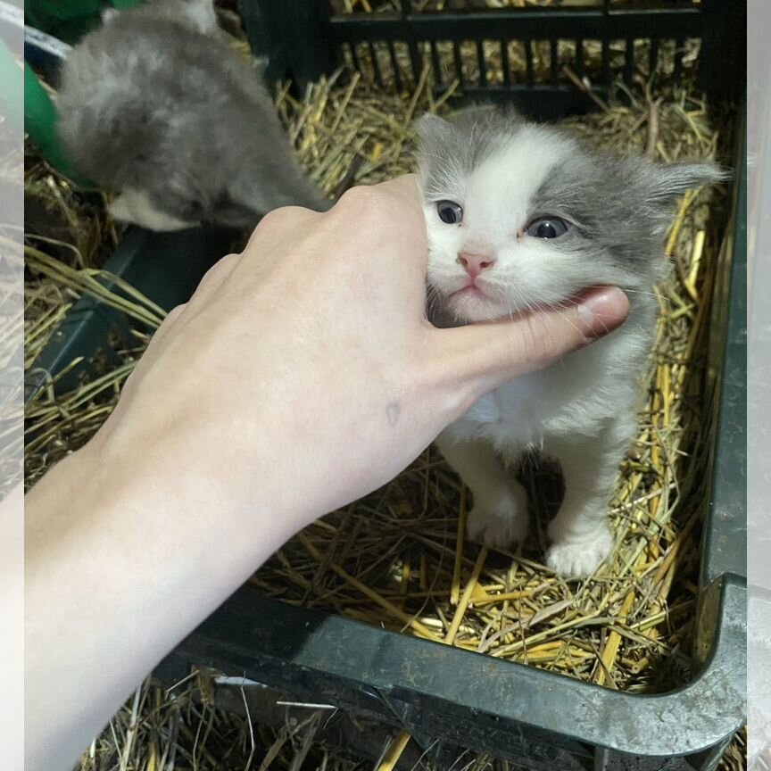 Котята в добрые руки бесплатно