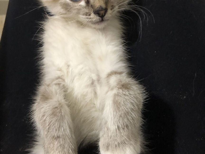 Котенок