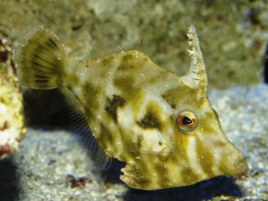 Единорог-акреихт щетинохвостый