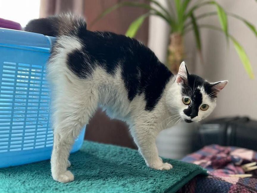 Кнопа ищет добрые ручки