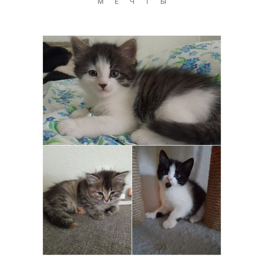 Котята в добрые руки бесплатно