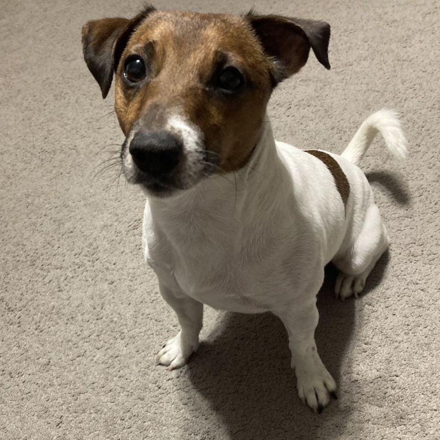 Джек-рассел-терьер, взрослый пёс