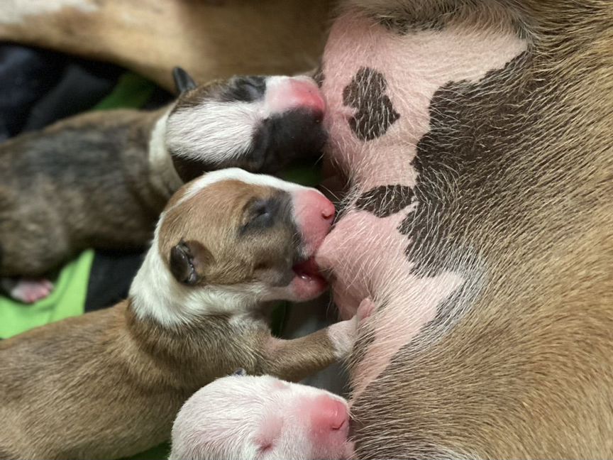 Стандартный бультерьер