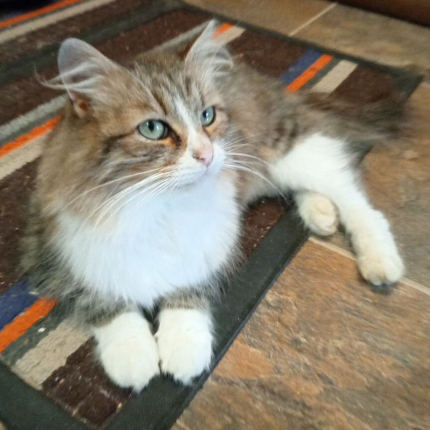 Взрослая кошка в добрые руки