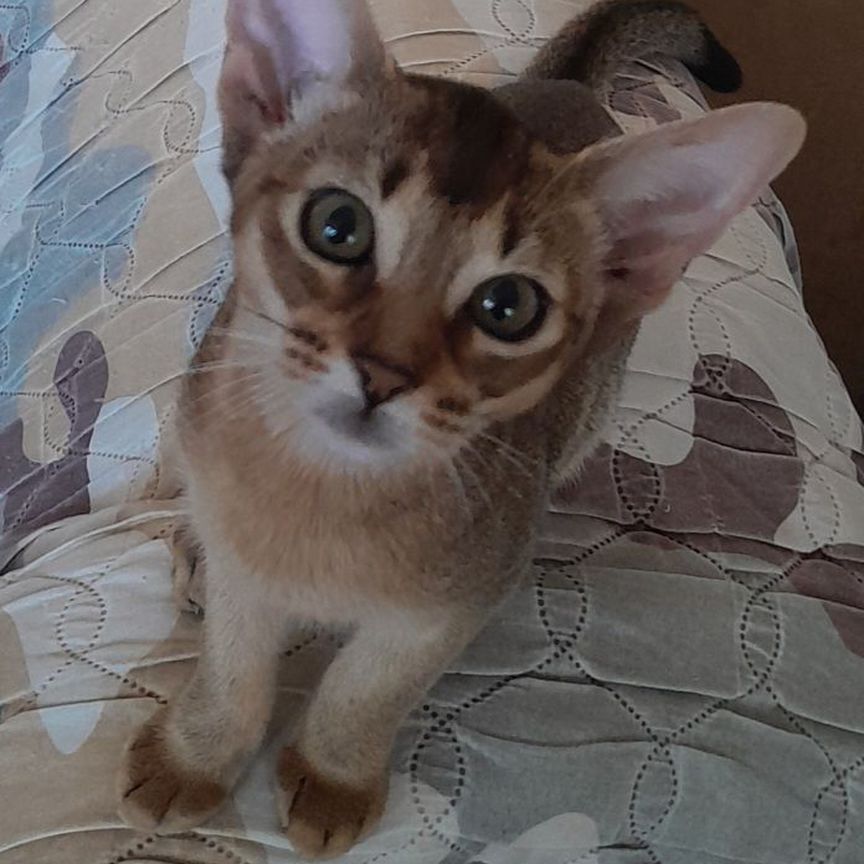 Кошка породы абиссинская