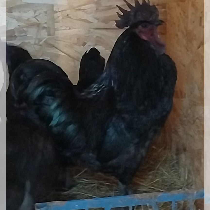 Инкубационное яйцо кур ухейилюй